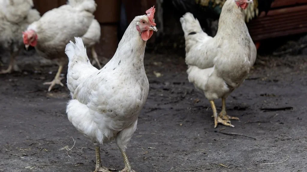 Drtivá většina lidí stále neví, zda jsou lepší bílá, nebo hnědá vejce ...