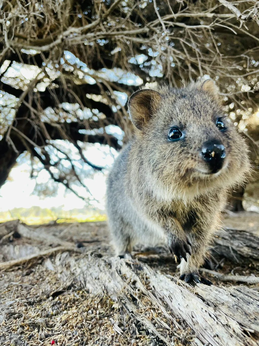 Quokka se neusmívá, aby tě potěšila. Quokka se usmívá, protože přežila